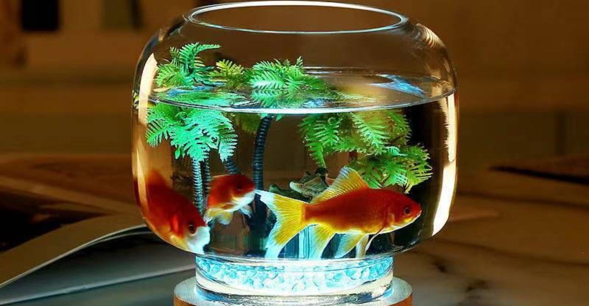 The Truth About Mini Aquariums: Pros and Cons You Should Know ...