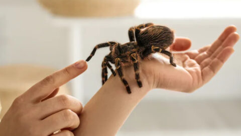 The Ultimate Tarantula Care Guide: 12 Tips for First-Time Owners ...