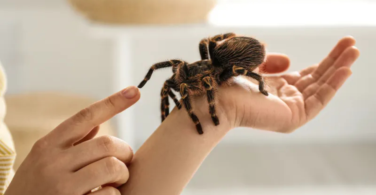 The Ultimate Tarantula Care Guide: 12 Tips for First-Time Owners ...