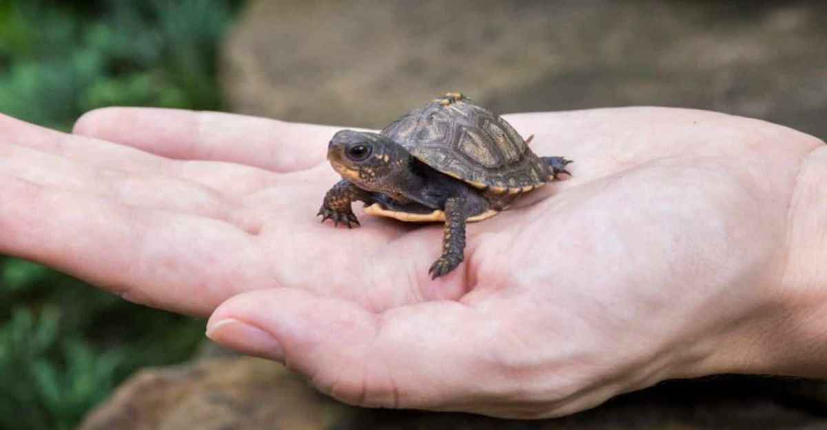 These 12 Common Pets Are Banned in More States Than You’d Think ...