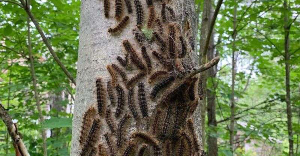 These 12 Invasive Species Are Changing U.S. Ecosystems—And They're ...