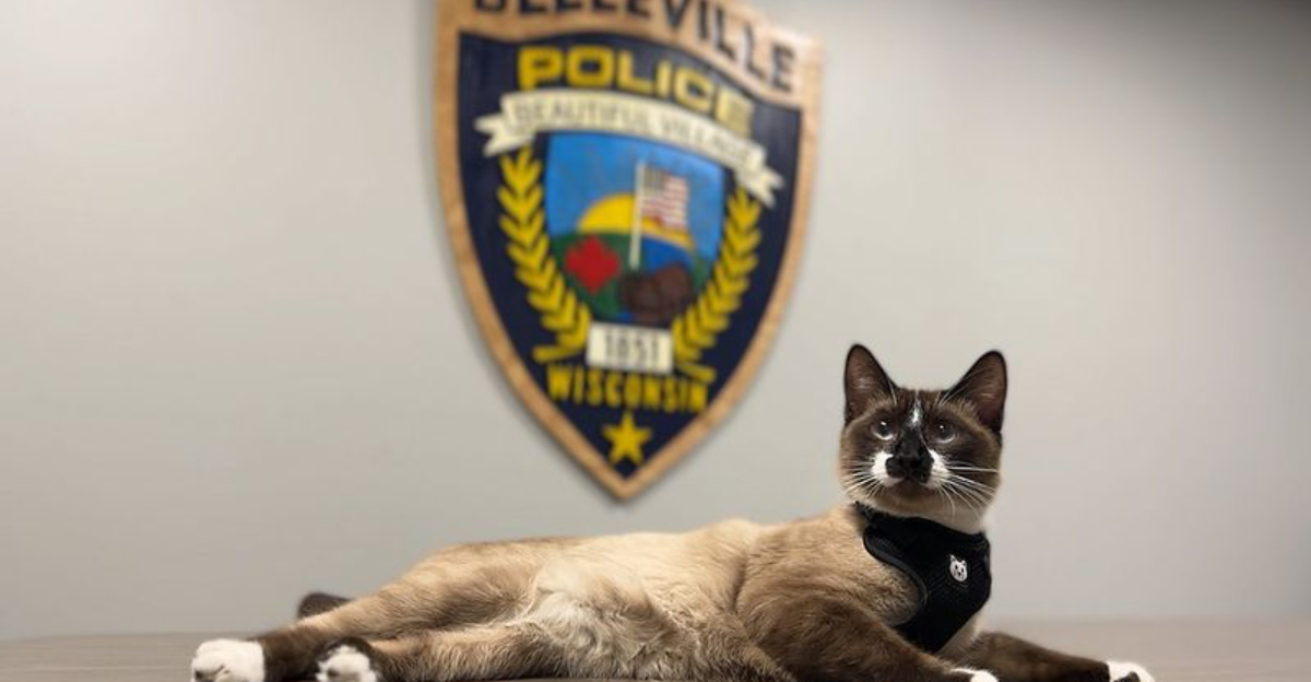 Too Cool for Crime: Why Cats Would Never Join the Police - Exploring ...