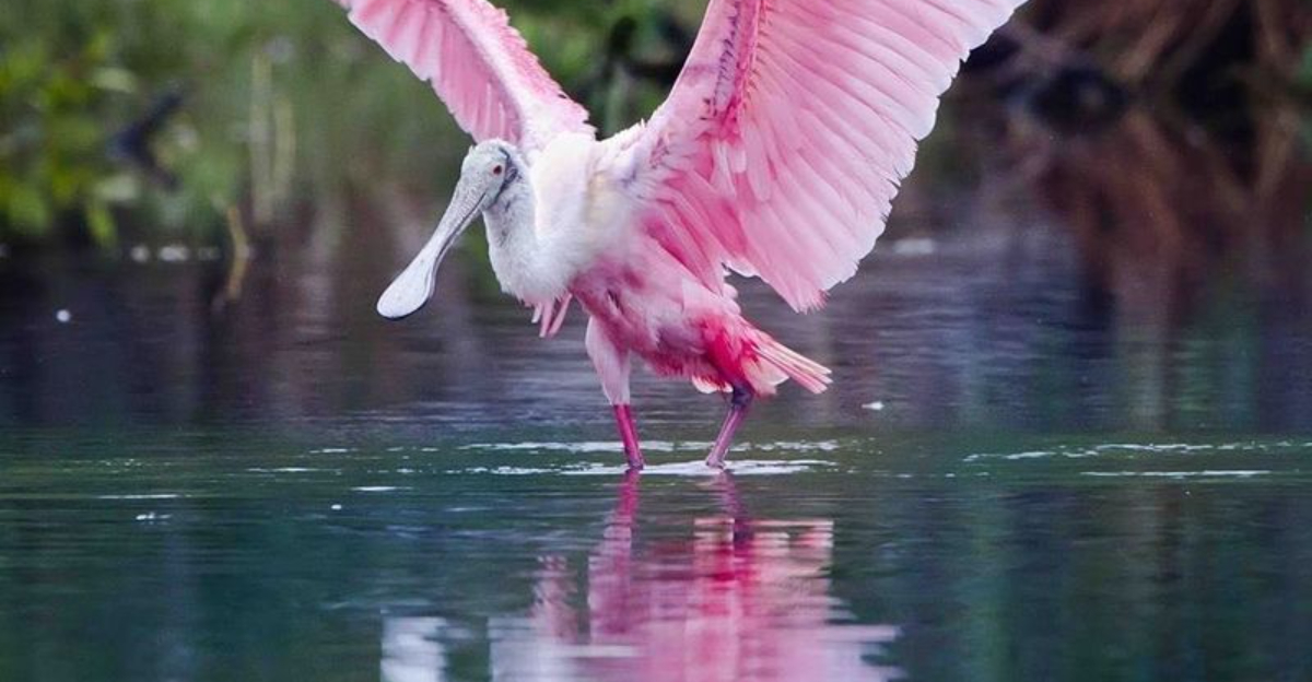 Top 13 Must Visit Bird-Watching Destinations Across America - Exploring ...