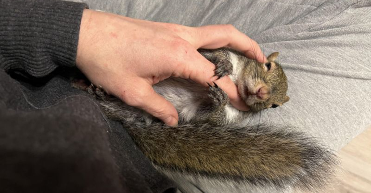 U.S. States Where It’s Actually Legal to Keep a Squirrel as a Pet ...
