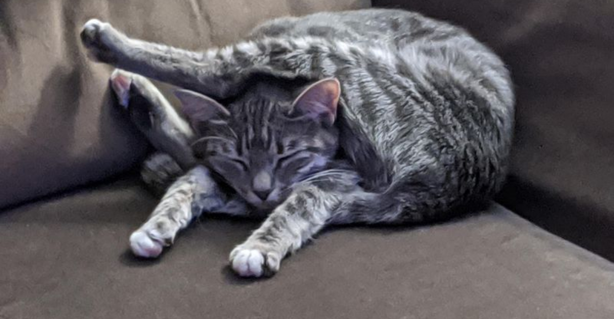 What Do Your Cat’s Sleeping Positions Actually Mean? 13 Quirky Clues ...