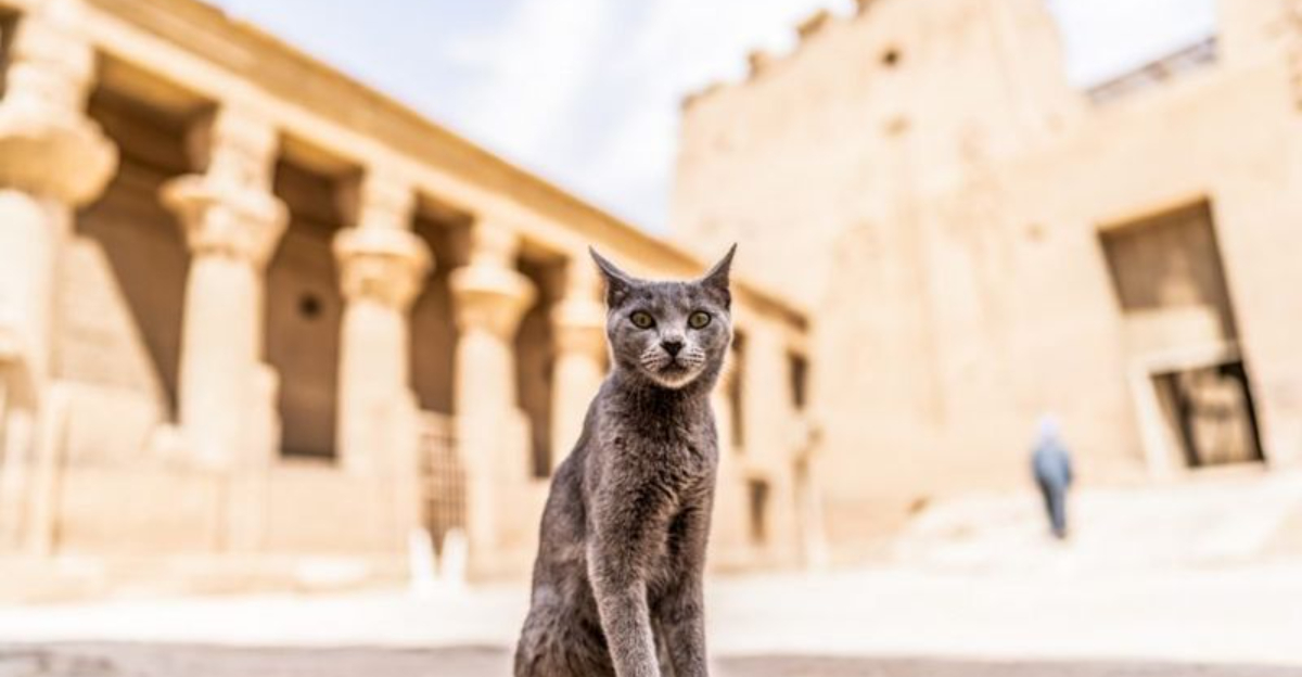 Why Ancient Egyptians Worshipped Cats—And What It Meant - Exploring Animals