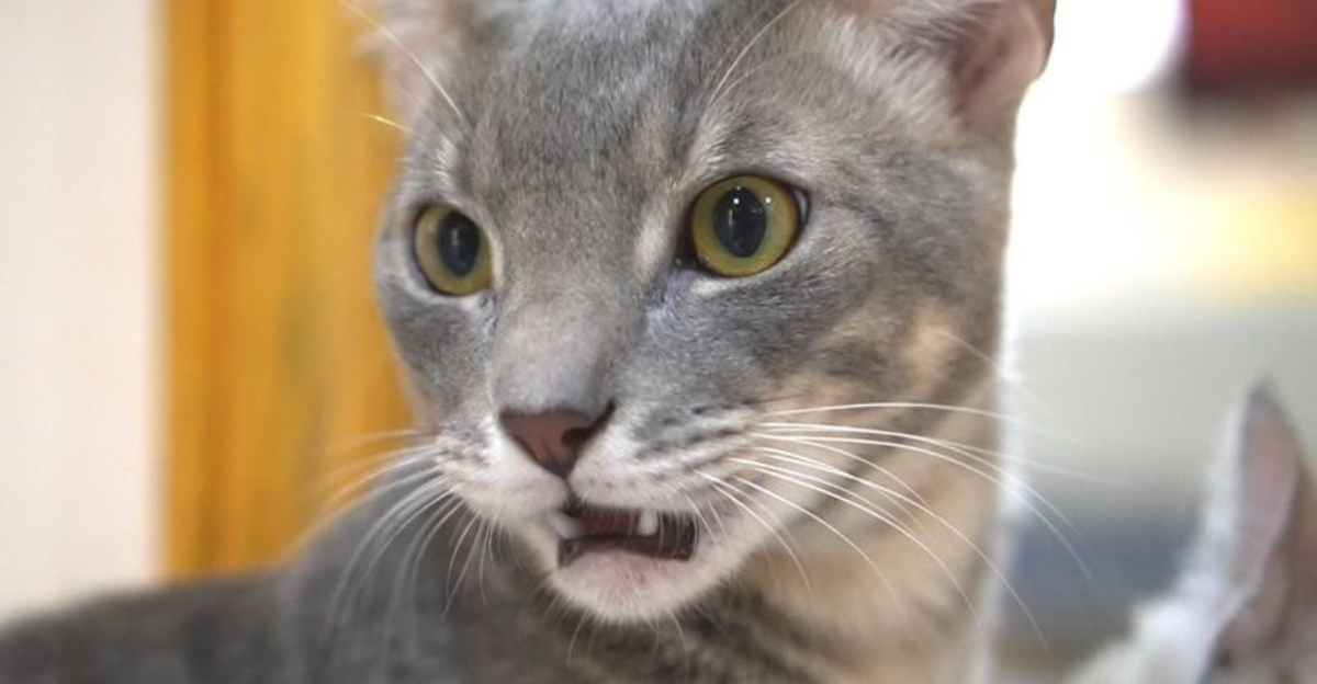 Why Cats Make That Strange Face After Smelling Something? Here Is The ...