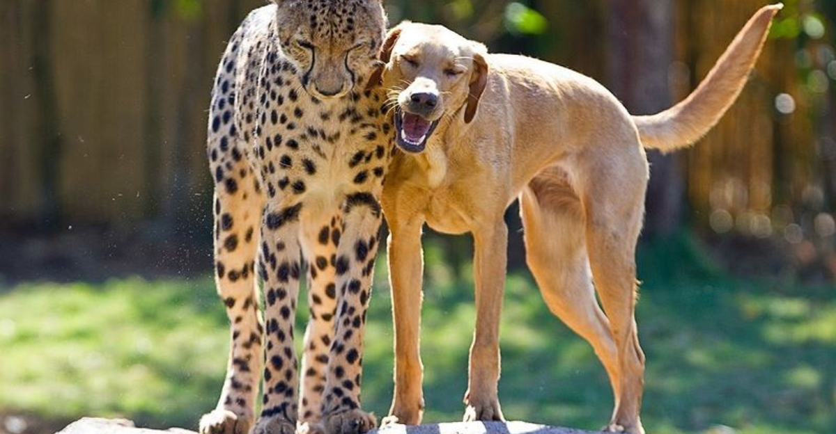 Why Cheetahs at Zoos Sometimes Have Support Dogs: 10 Fascinating Facts ...