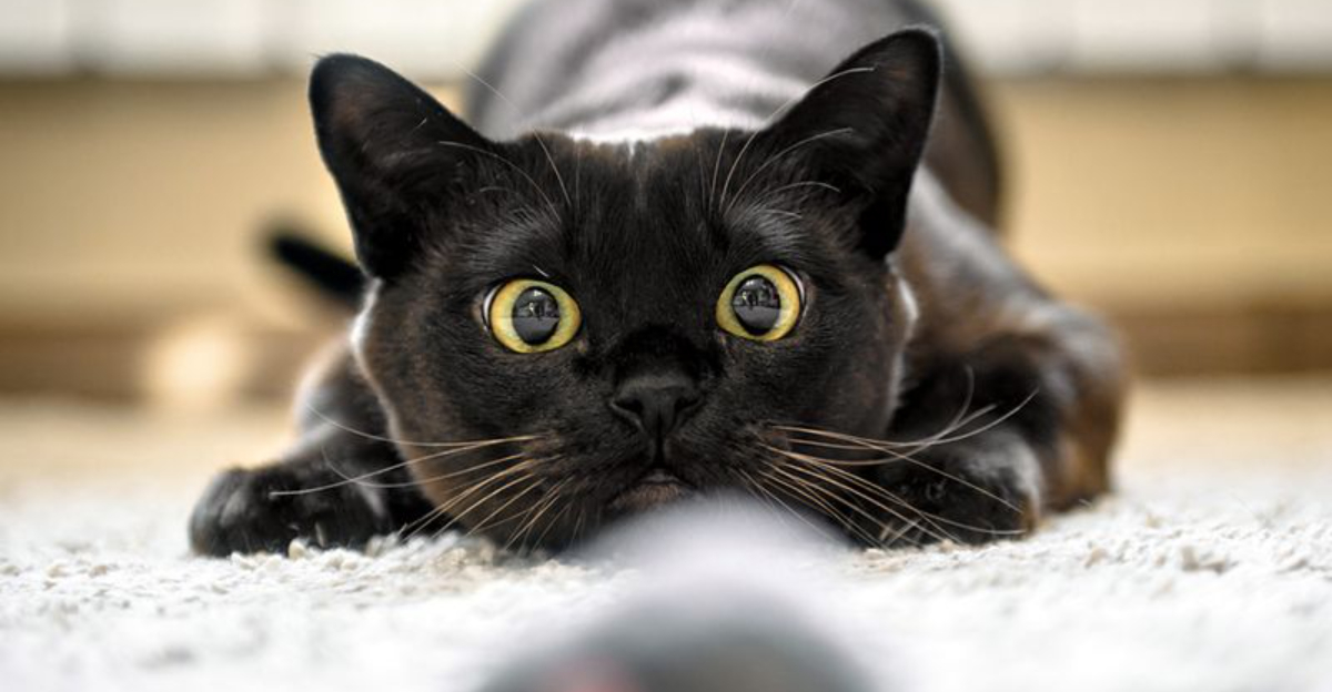 Why Does My Cat Hunt? 10 Things Every Owner Should Know - Exploring Animals