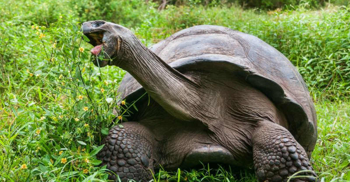 Why Tortoises Live Over 100 Years—And How Their Slow Pace Helps ...