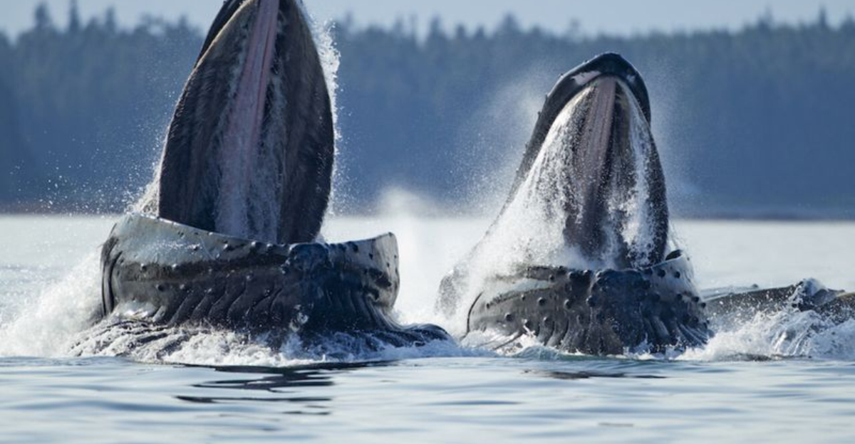 Why Whales Sing: Exploring One of the Ocean’s Most Haunting Sounds ...