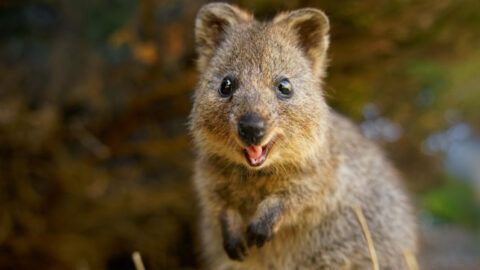 Wildly Popular: These 13 Animals Are Having a Moment in 2025 ...