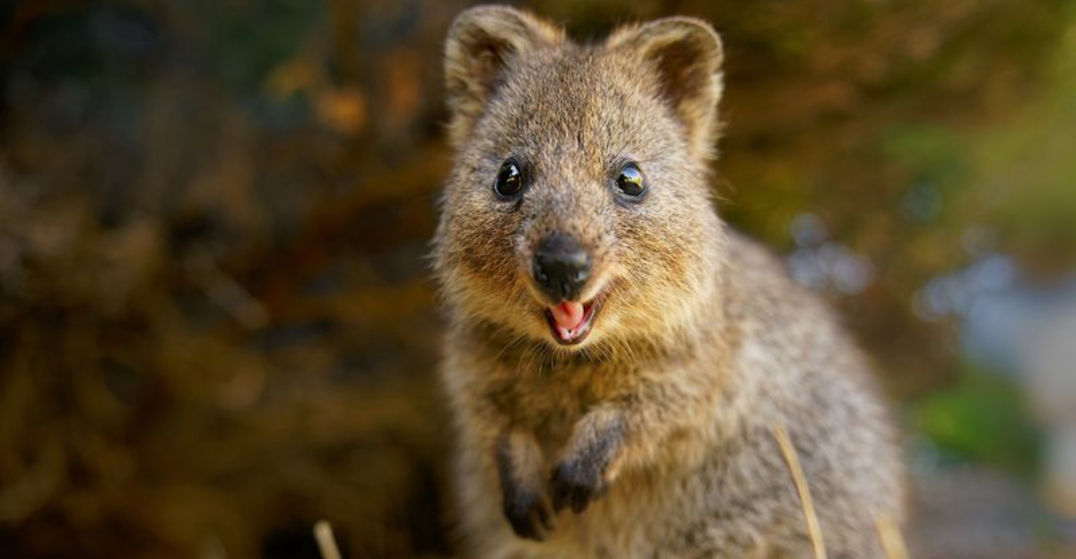 Wildly Popular: These 13 Animals Are Having a Moment in 2025 ...