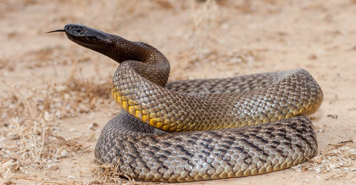 World’s Deadliest Snake? Facts About the Inland Taipan - Exploring Animals