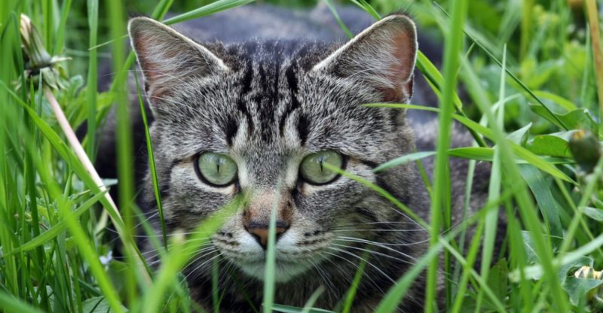 Are Cats the Most Invasive Animals on Earth? Plus 10 Species Following ...
