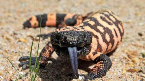 Bitten by a Gila Monster: 12 Essential Facts You Need to Know ...
