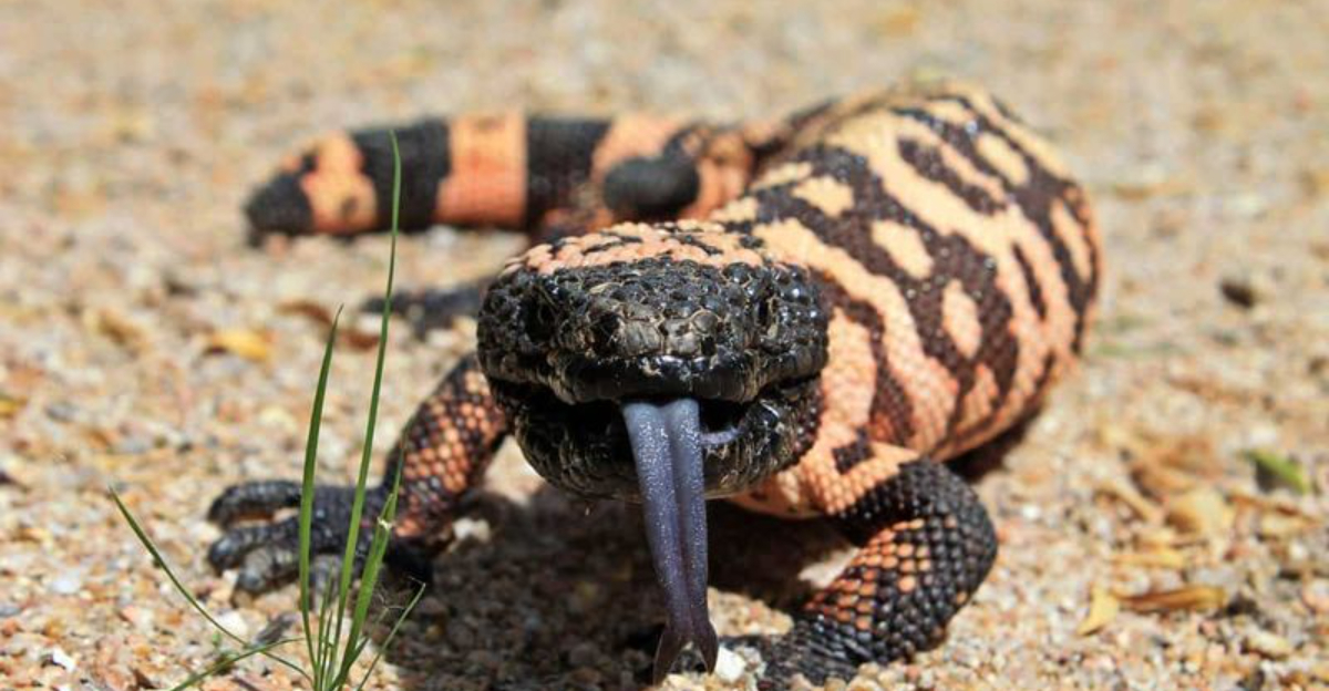 Bitten by a Gila Monster: 12 Essential Facts You Need to Know ...