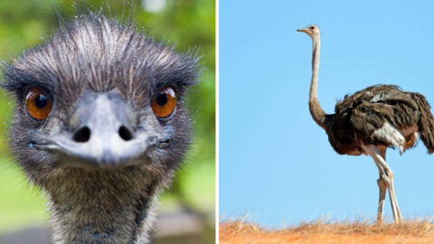 Emu vs. Ostrich: Here Are 15 Differences You Should Know - Exploring ...