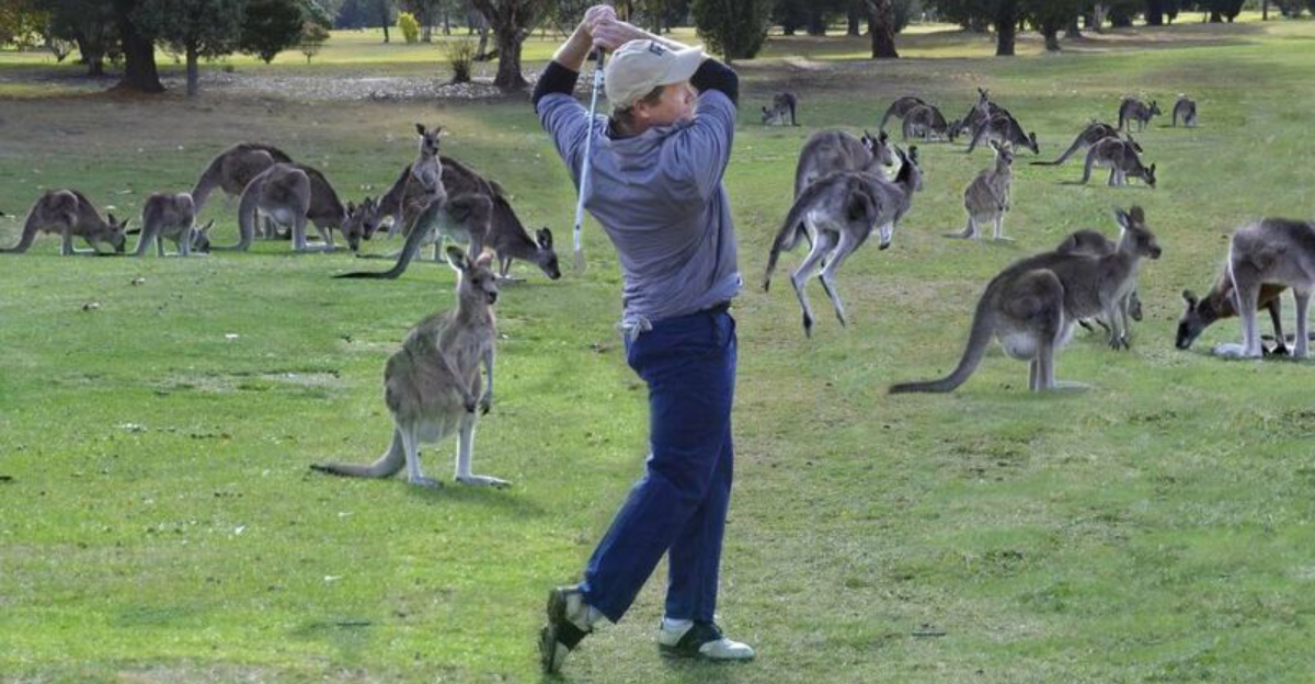 Golf Gone Wild: 13 Crazy Animal Encounters You Have to See - Exploring ...