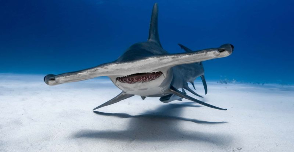 18 Incredible Examples of Asexual Reproduction in Animals - Exploring ...
