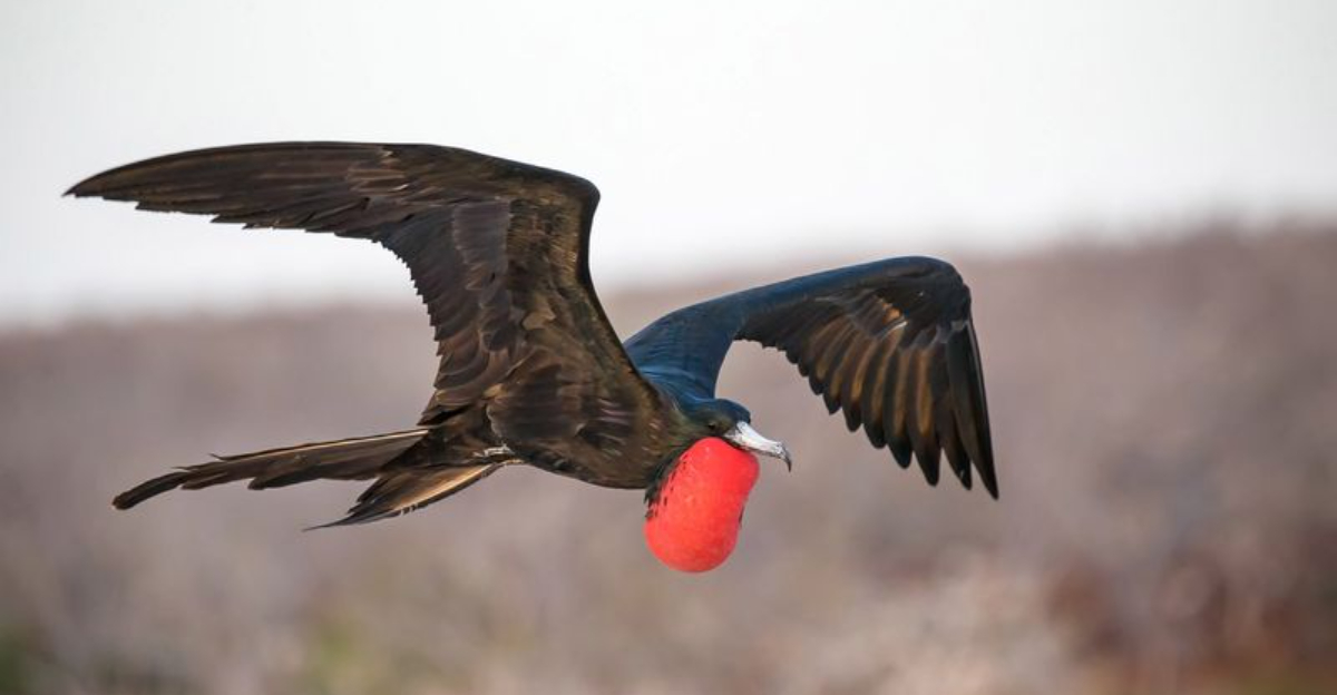Meet the Magnificent Frigatebird—The Bird That Doesn’t Land for Days ...
