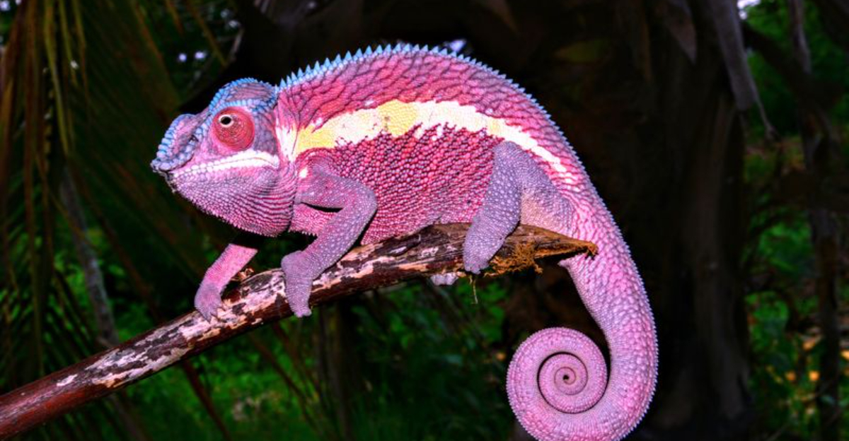 15 Most Eye-Catching Animals in the Animal Kingdom - Exploring Animals