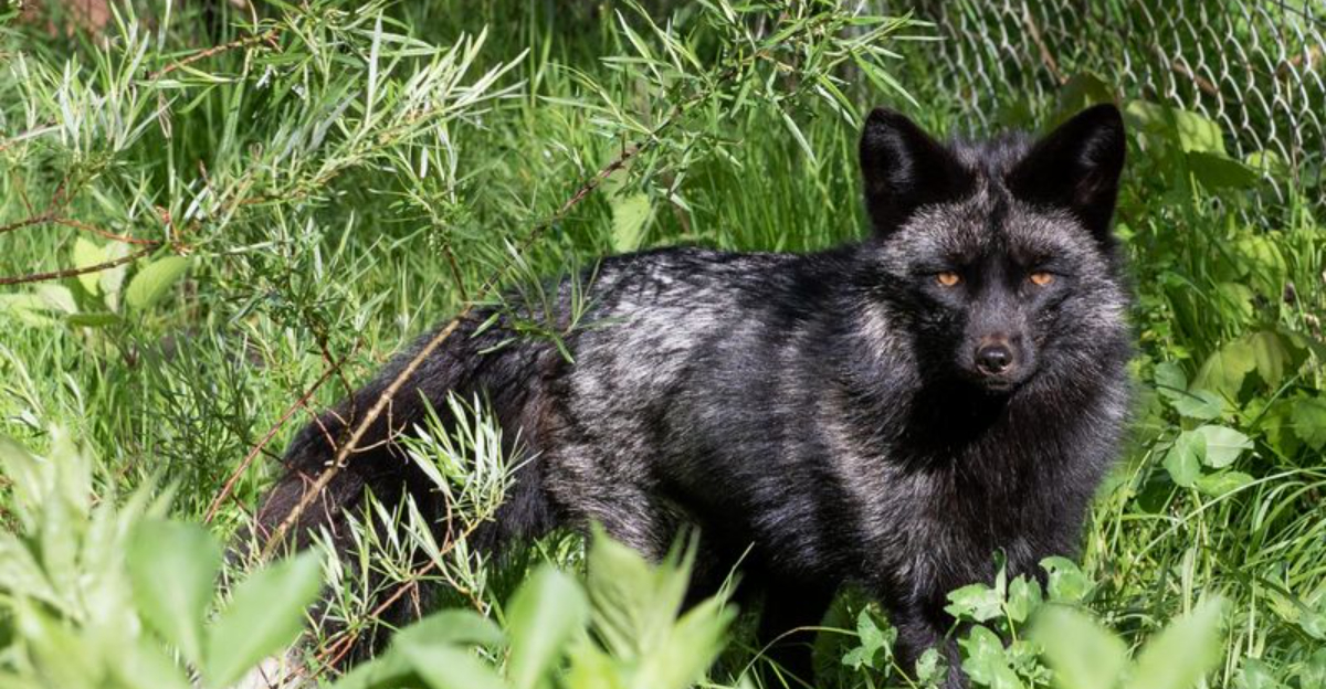 12 Stunning Black Fox Sightings You Won’t Believe Were Caught on Camera ...