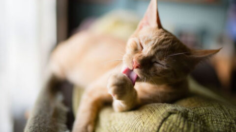 The Science of Self-Care: 13 Facts About Cats and Their Cleaning Habits ...
