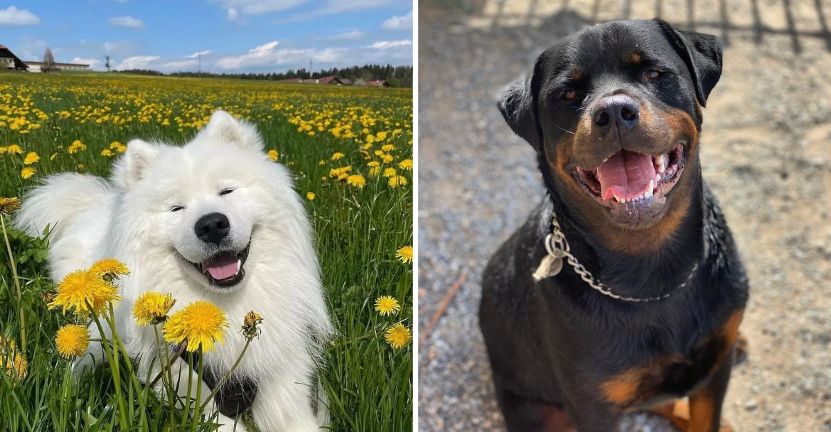 Why Some Dogs Cost Thousands: 13 Pricey Breeds vs. 13 Budget-Friendly ...