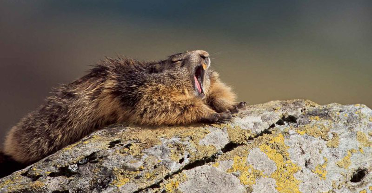 Winter Sleepers: 20 Animals That Hibernate Through the Cold Months ...