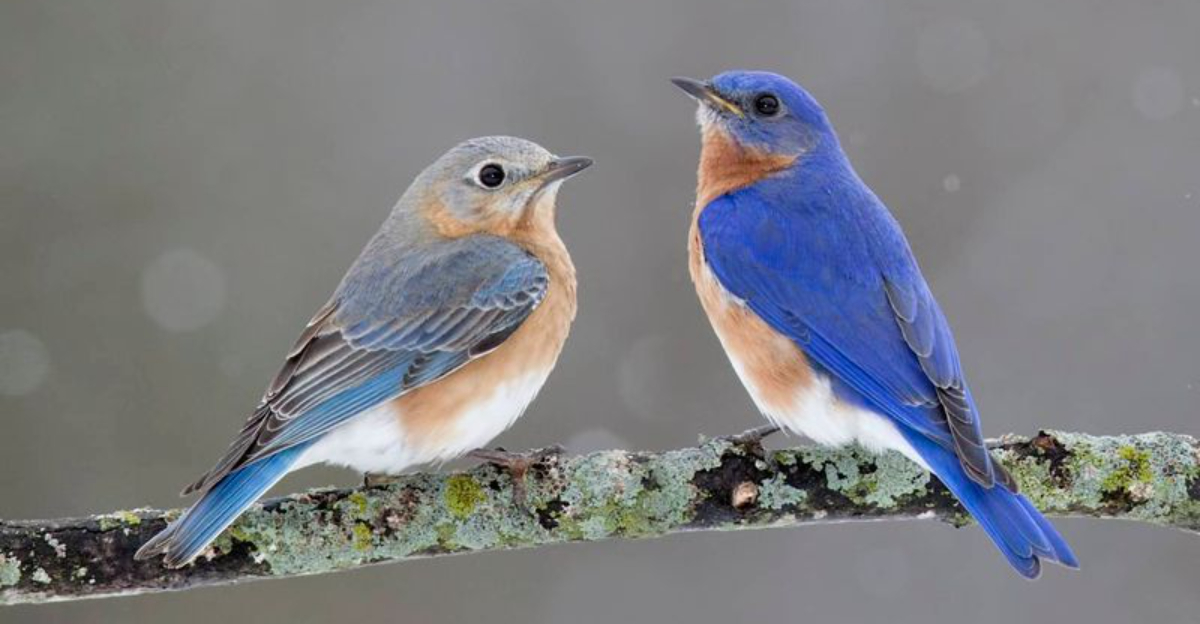 10 Birds That Change Color as They Mature - Exploring Animals