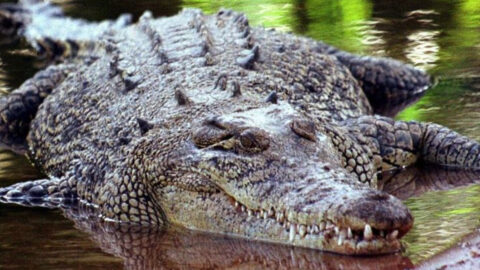 10 Creatures That Sleep With One Eye Open—Literally - Exploring Animals