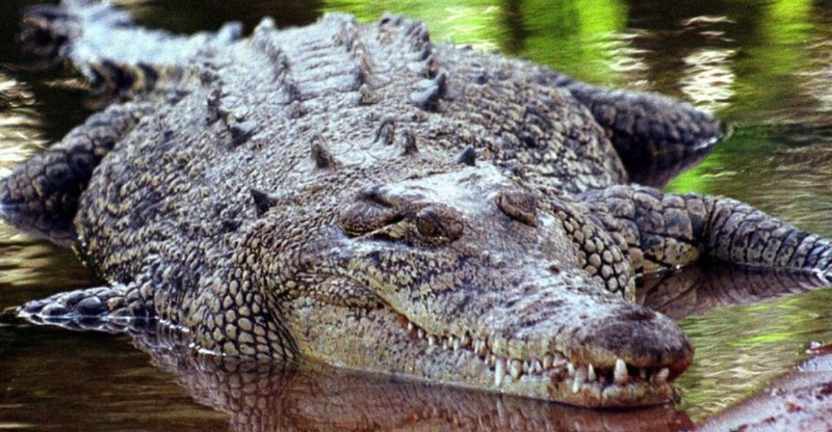 10 Creatures That Sleep With One Eye Open—Literally - Exploring Animals