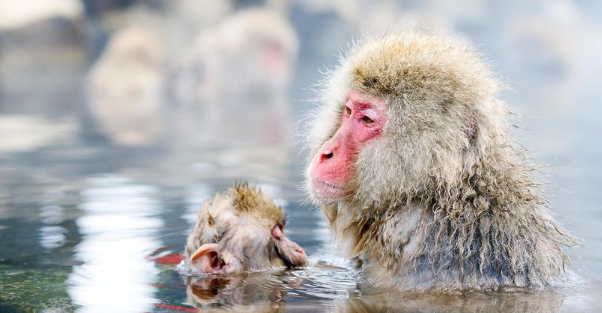 10 Fascinating Animals You Can Spot in Japan—and 4 That Are Nearly ...