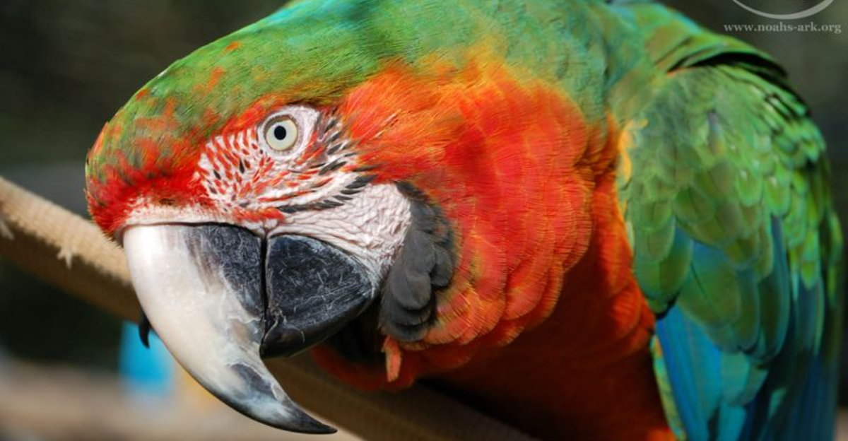 10 Fascinating Bird Hybrids You Didn’t Know Existed - Exploring Animals