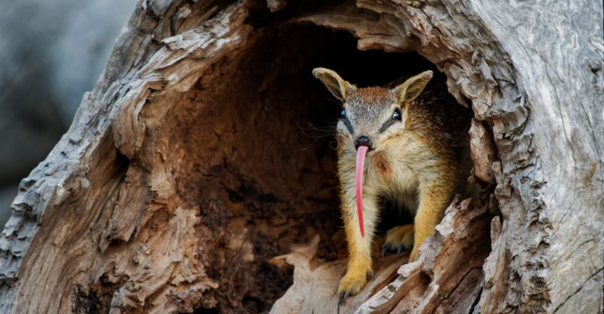 10 Fascinating Facts About the Numbat—Australia’s Termite-Eating Marvel ...