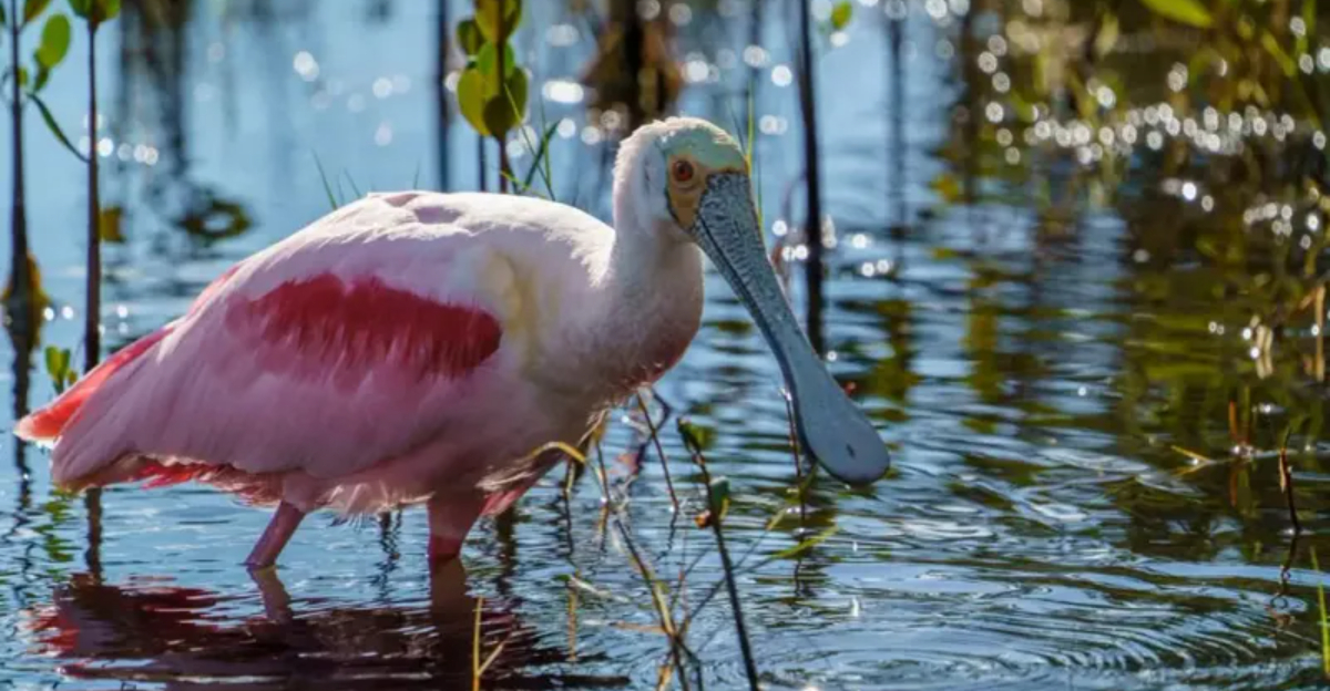 10 Incredible Animals Native to Florida—and 5 That Are Surprisingly ...