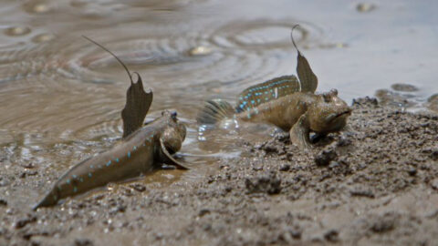 10 Mind-Blowing Fish Superpowers That Will Amaze You - Exploring Animals