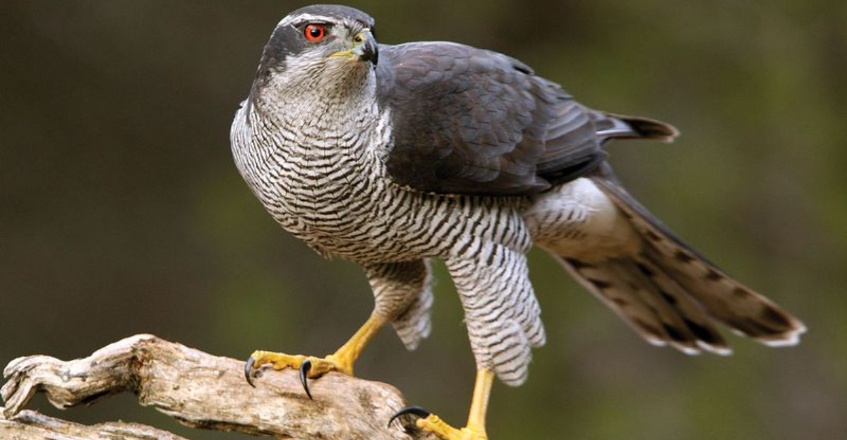 10 Predatory Birds That Spot the Smallest Movements From the Sky ...
