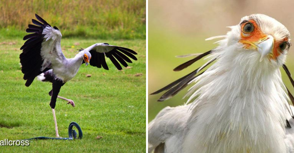 10 Reasons Why Snakes Fear This Bird (And You Should Too) - Exploring ...