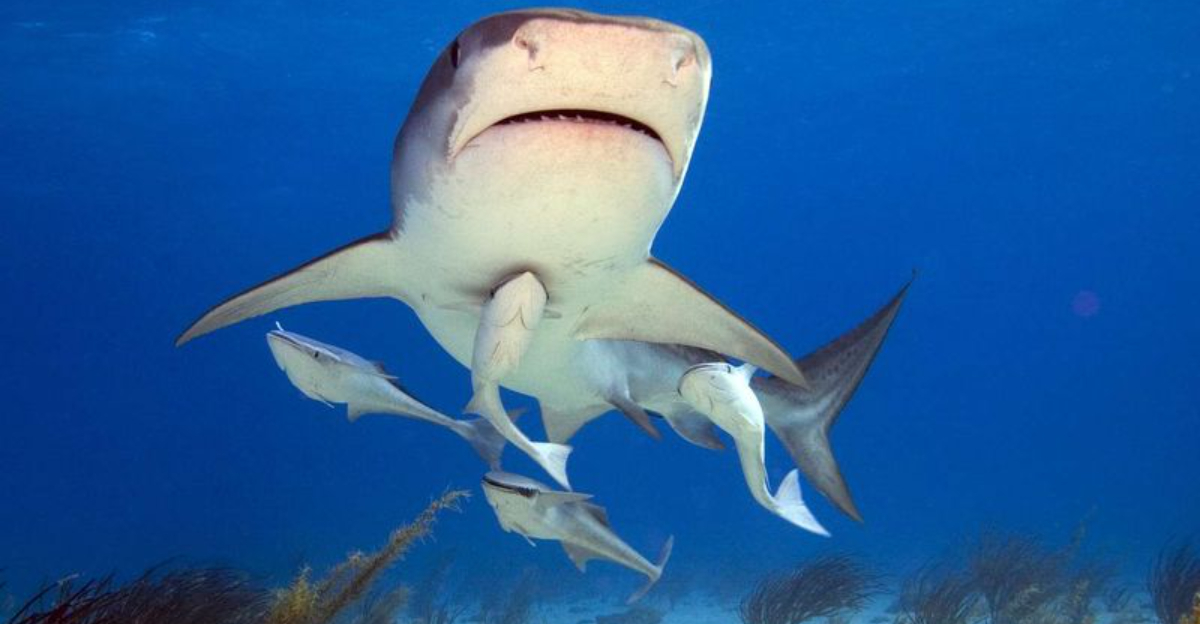 10 Reasons Why the Remora Fish Is One of the Ocean’s Most Unique ...