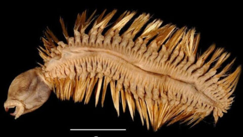 10 Reasons the Antarctic Scale Worm Is One of the Ocean’s Strangest ...