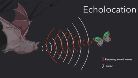 10 Species That Communicate Using Sounds Humans Can’t Hear - Exploring ...