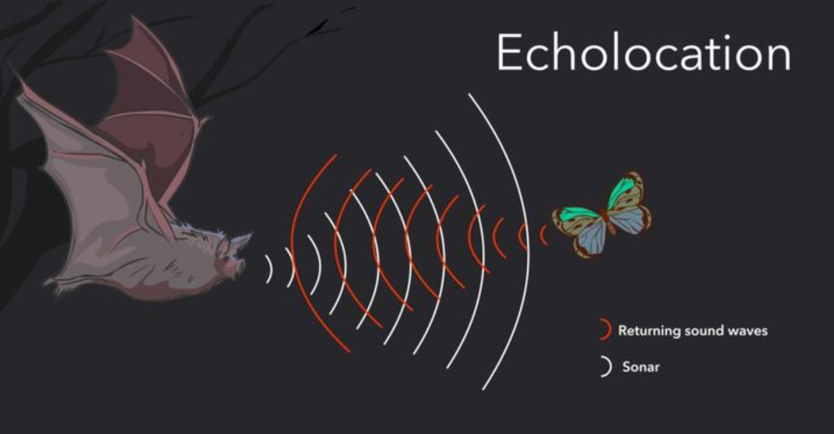 10 Species That Communicate Using Sounds Humans Can’t Hear - Exploring ...