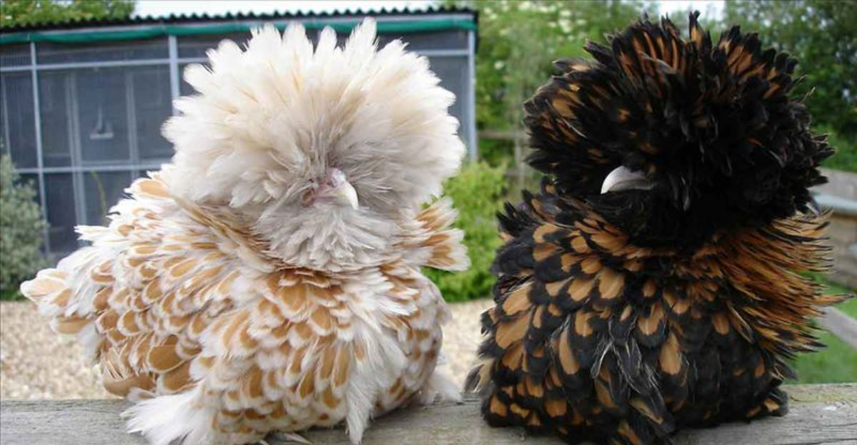 10 Stunning Chicken Breeds That Look Way Too Fancy for the Farm ...