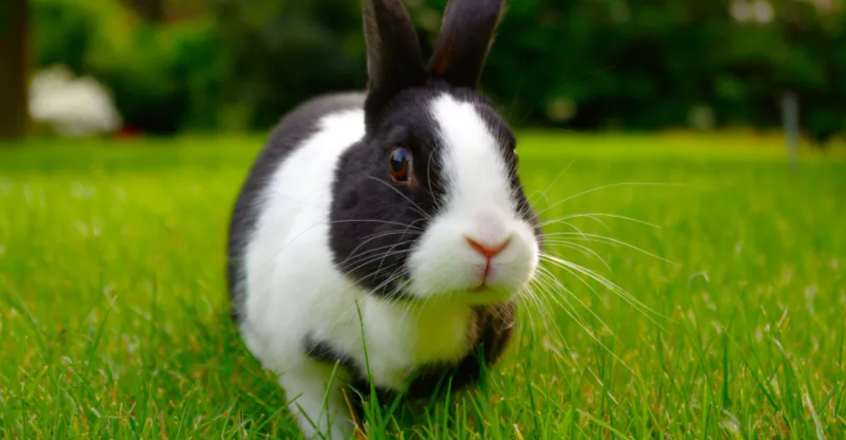 10 Things People Do That Rabbits Secretly Hate - Exploring Animals