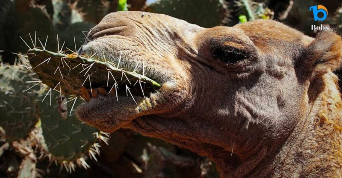 11 Bizarre Things Camels Eat to Survive the World’s Harshest Deserts ...