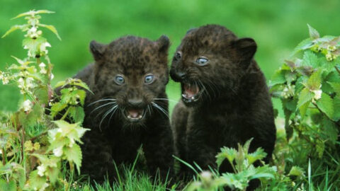 11 Black-Coated Animals Whose Color Helps Them Survive in the Wild ...