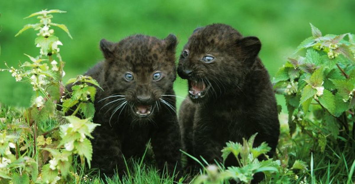 11 Black-Coated Animals Whose Color Helps Them Survive in the Wild ...