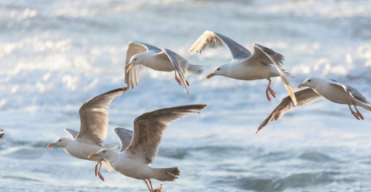 11 Cool Facts About Seagulls That Make Them More Than Just Beach Birds ...